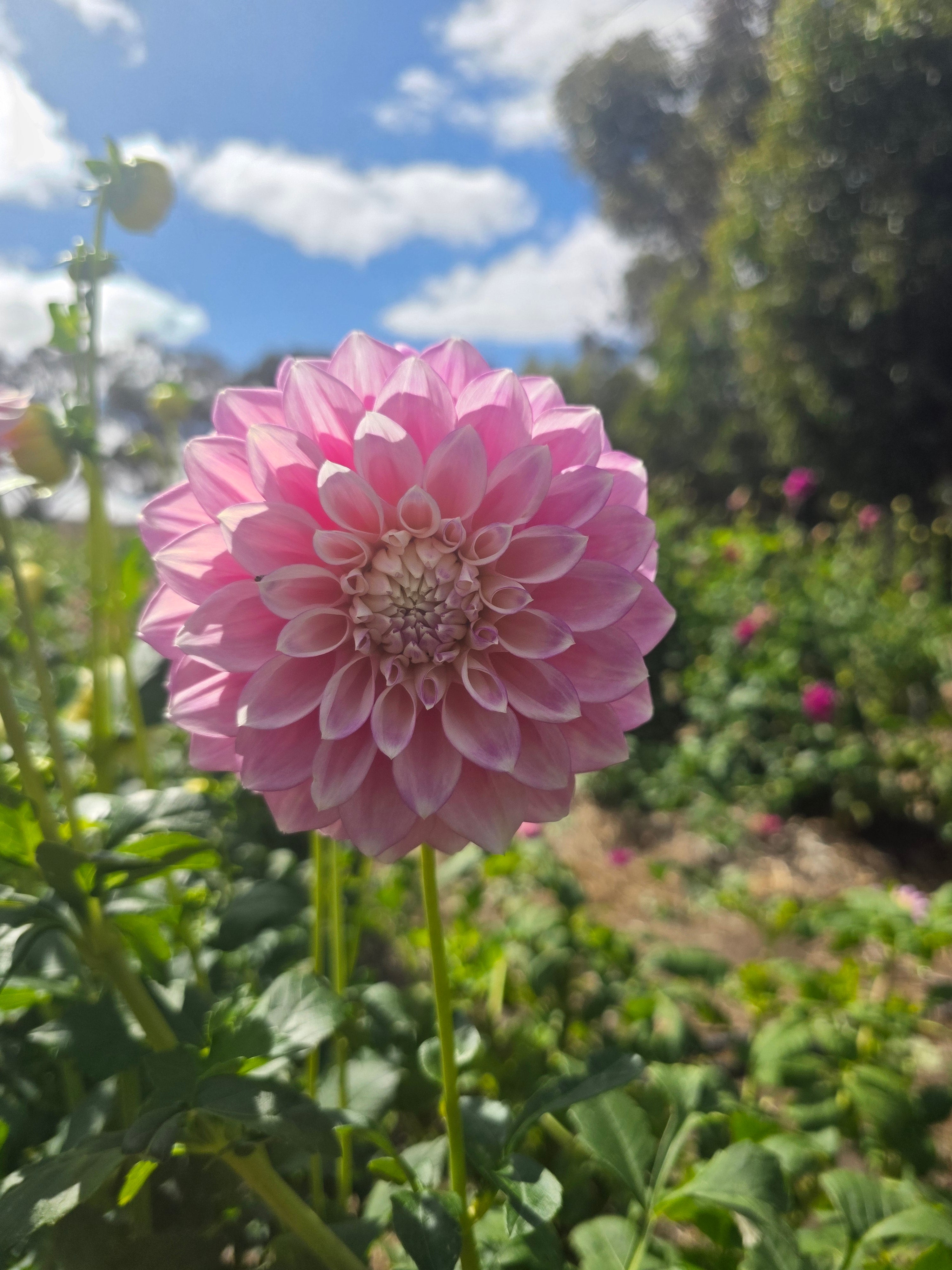 DAHLIA - DEVON SEATTLE TUBER | Big Sky Flower Farm