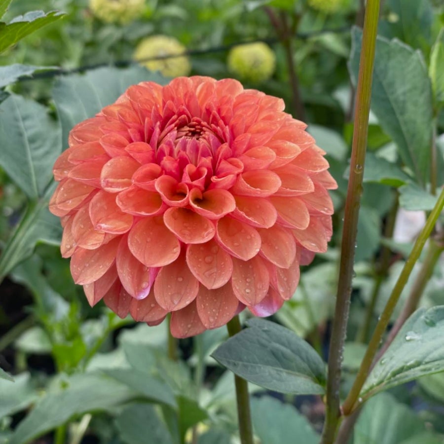 DAHLIA - FLORELIE ANGOSTURA TUBER | Big Sky Flower Farm