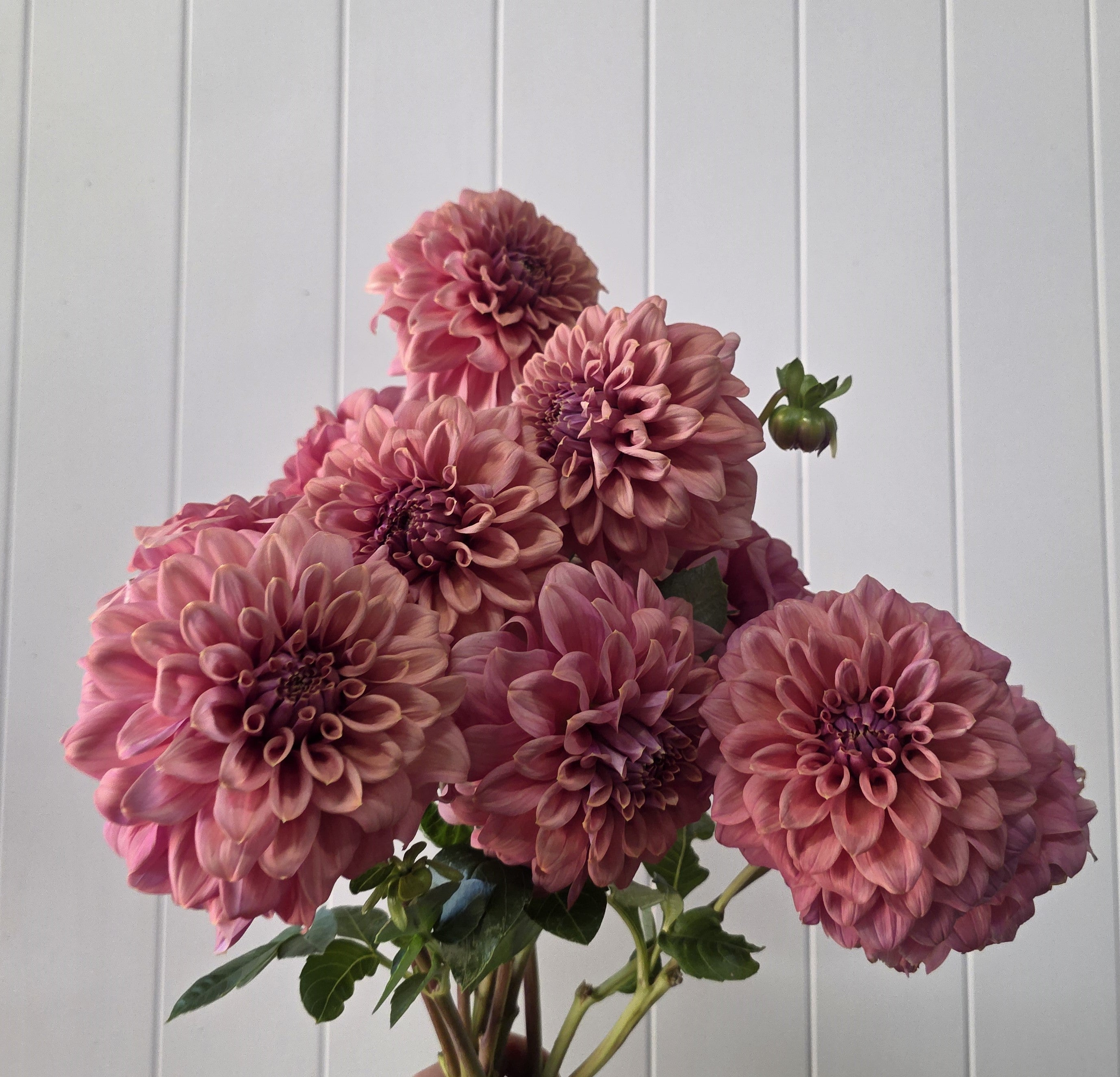 DAHLIA - LILEAH CARAMEL ROSE TUBER | Big Sky Flower Farm