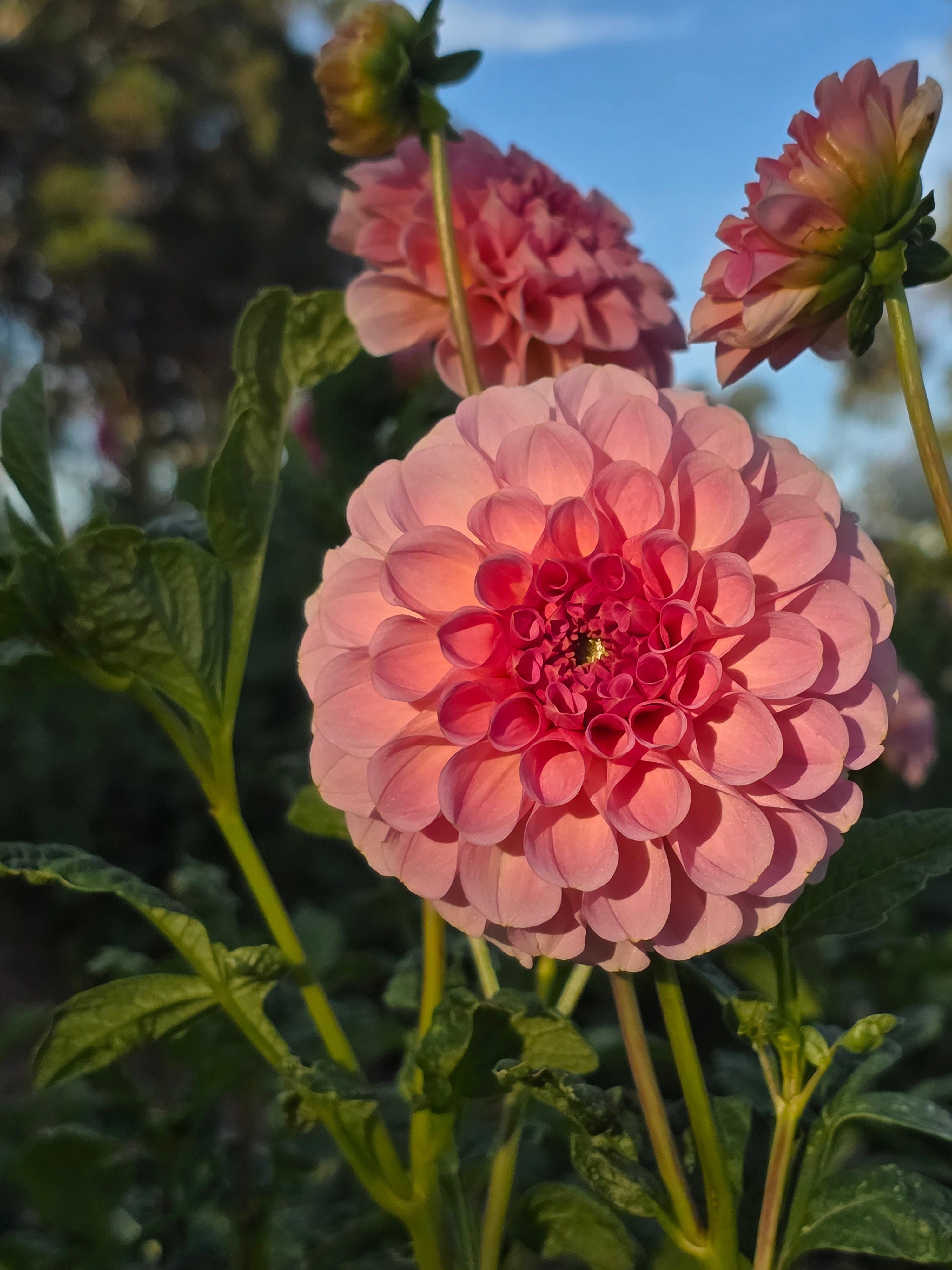 DAHLIA - SALMON JOY TUBER | Big Sky Flower Farm