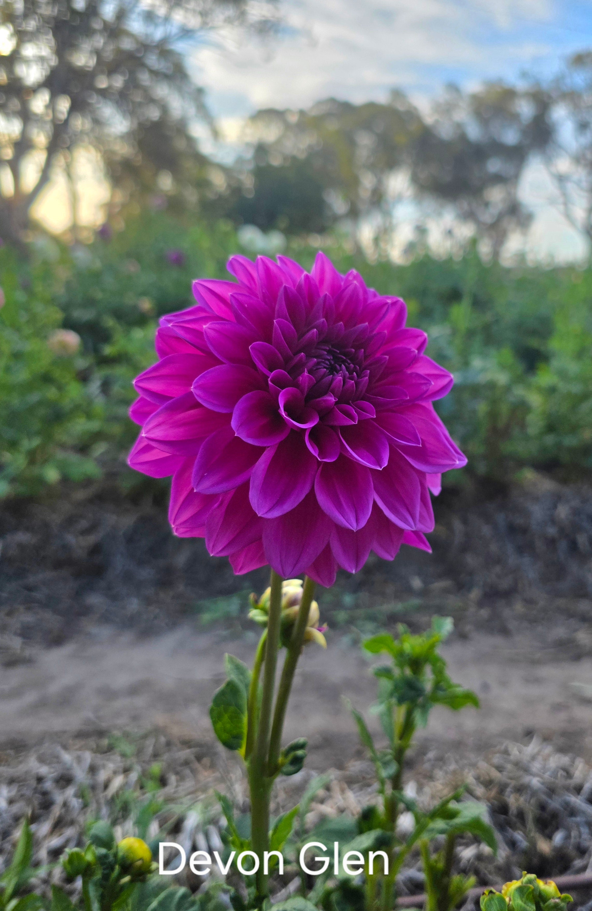 DAHLIA - DEVON GLEN TUBER | Big Sky Flower Farm