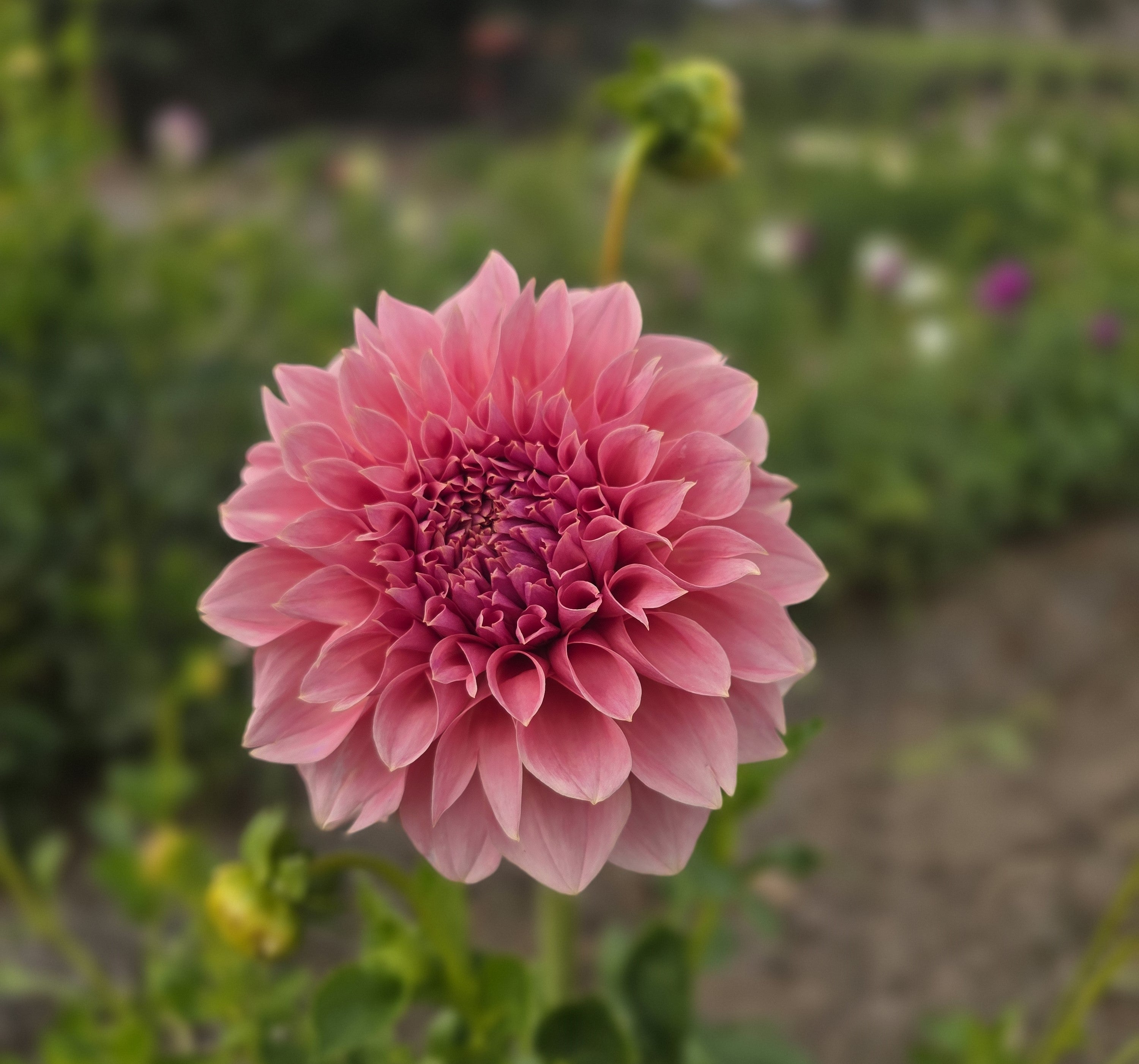 DAHLIA - DEVON SALMON TUBER | Big Sky Flower Farm