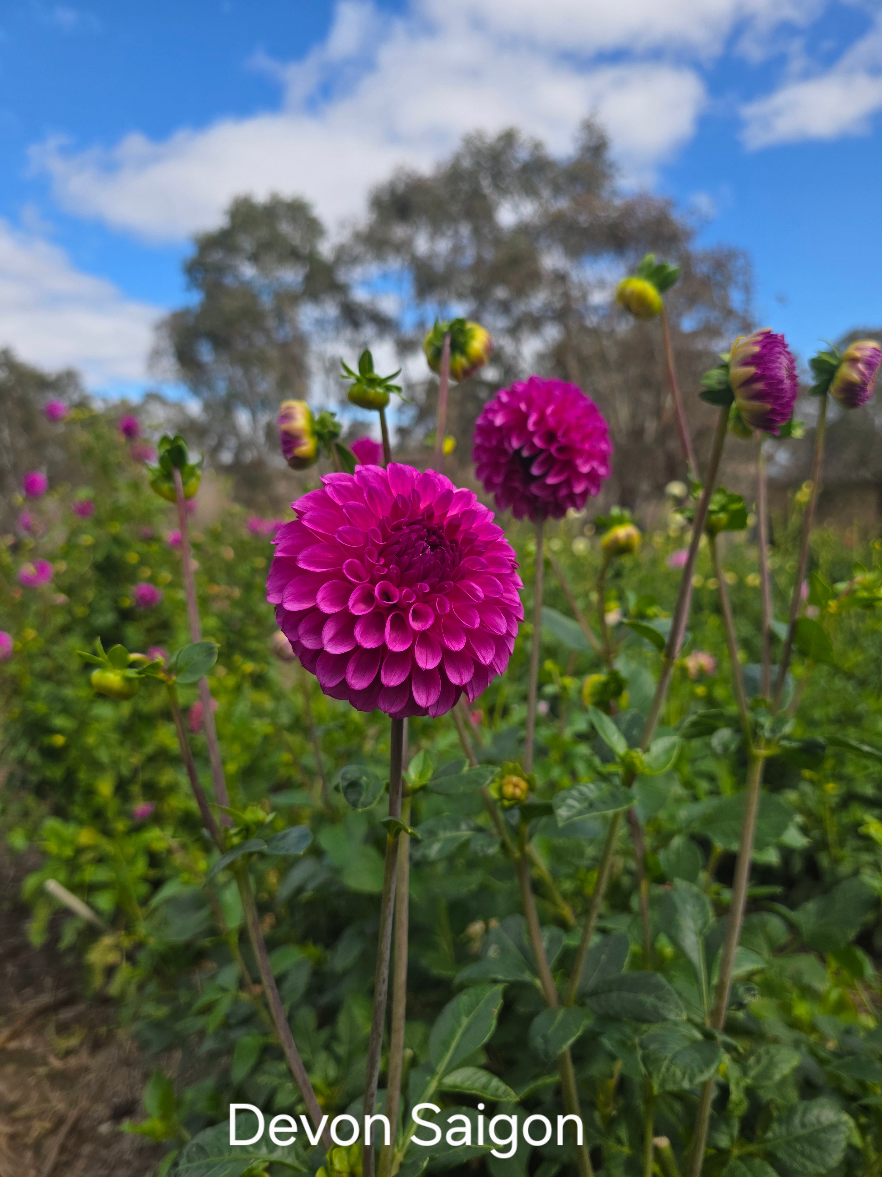 DAHLIA - DEVON SAIGON TUBER | Big Sky Flower Farm