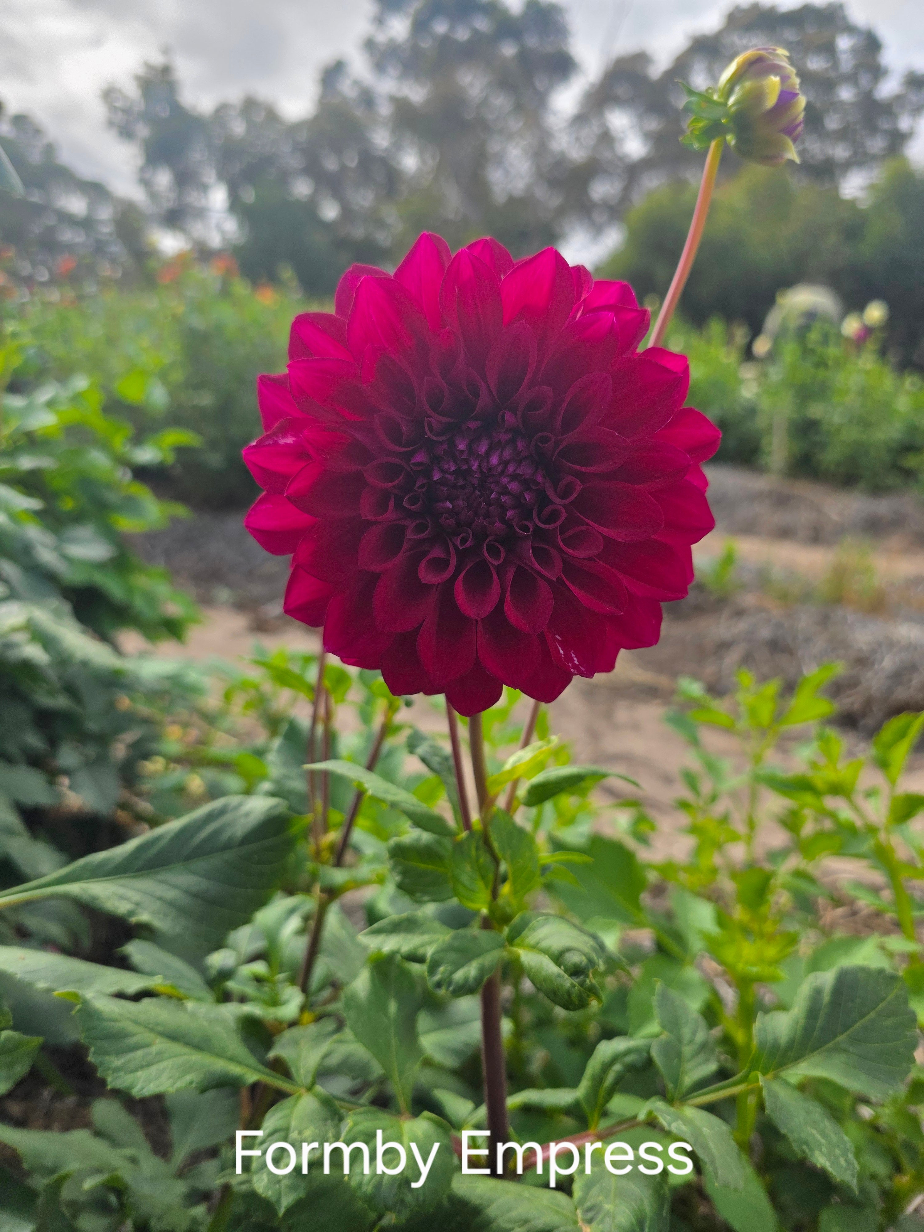 DAHLIA - FORMBY EMPRESS TUBER | Big Sky Flower Farm