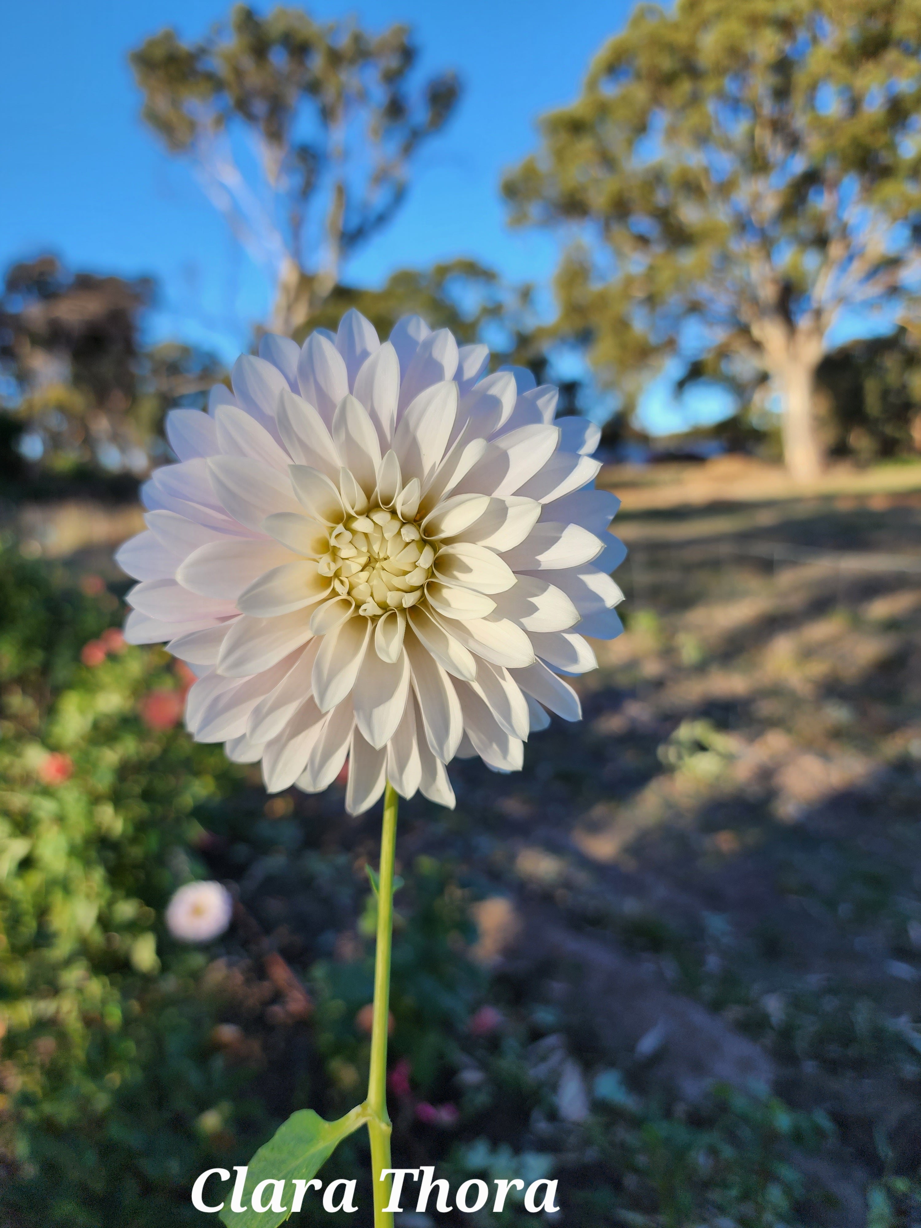 DAHLIA - CLARA THORA TUBER | Big Sky Flower Farm