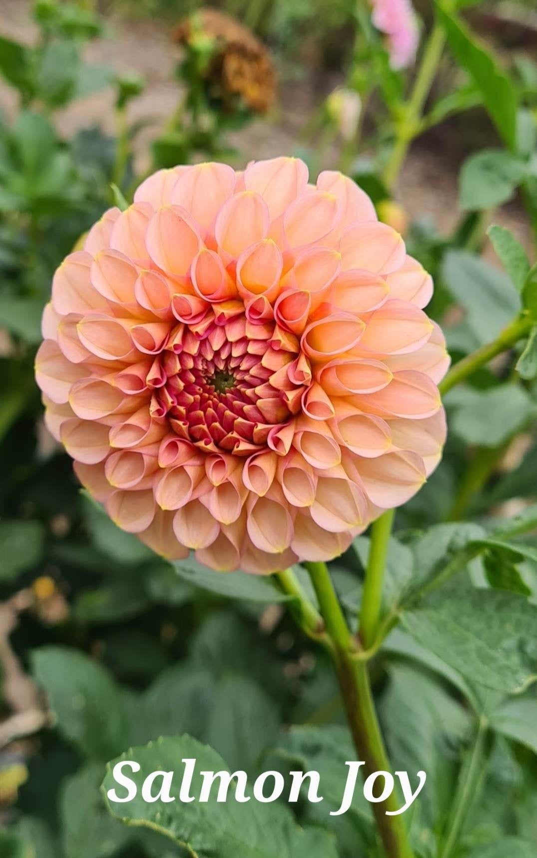 DAHLIA - SALMON JOY TUBER | Big Sky Flower Farm