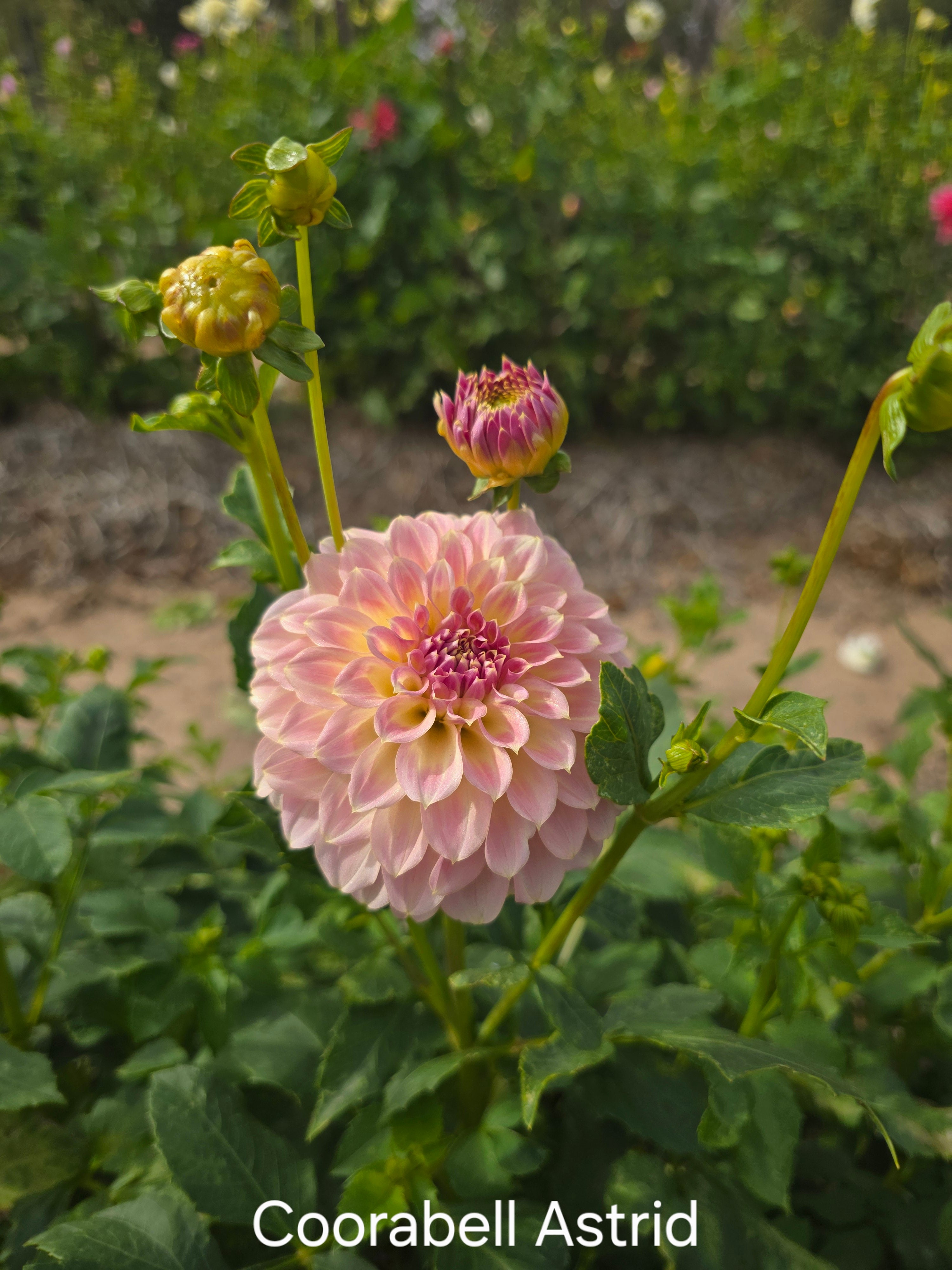 DAHLIA - COORABELL ASTRID TUBER | Big Sky Flower Farm