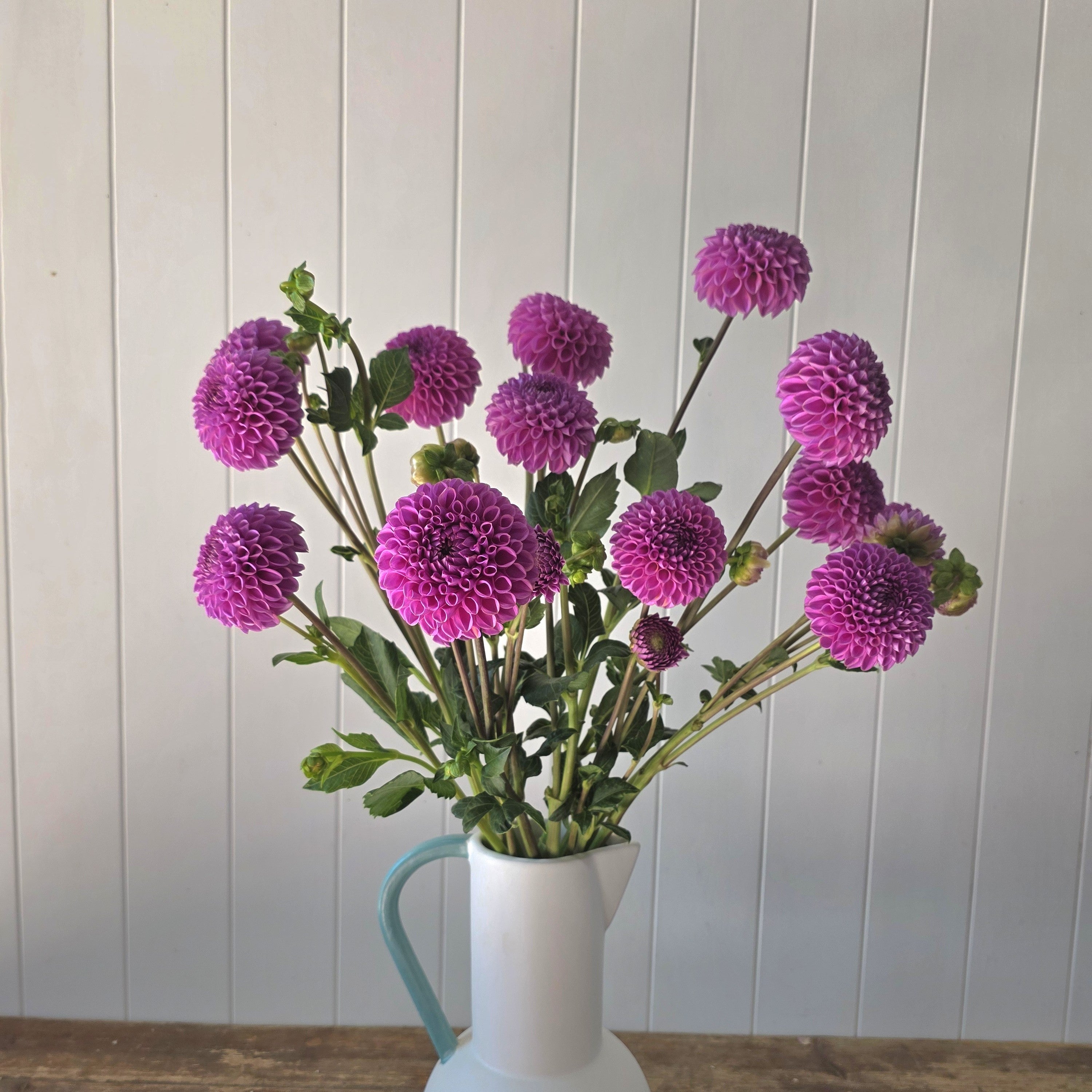 DAHLIA - ISABEL TUBER | Big Sky Flower Farm