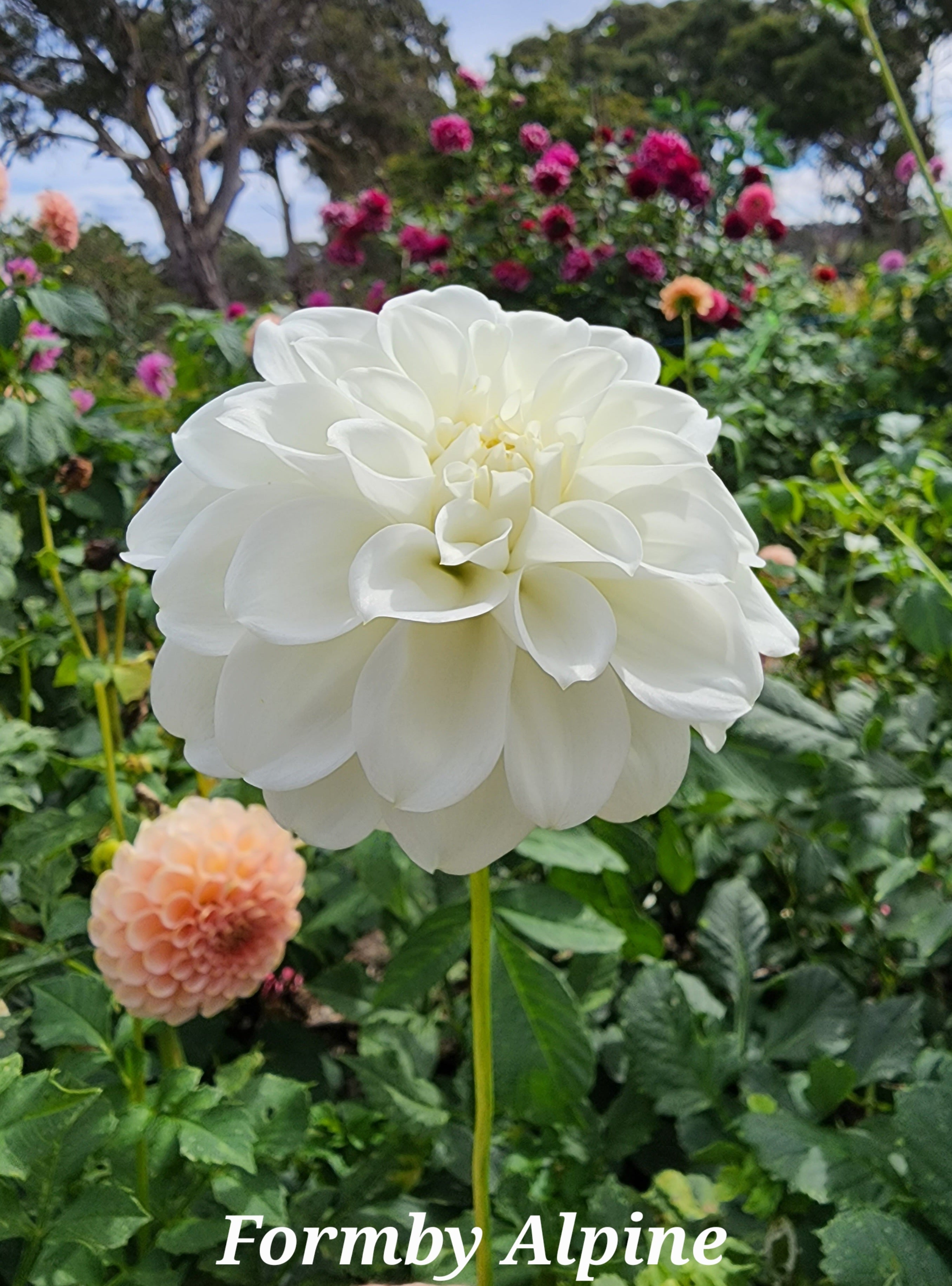 DAHLIA - FORMBY ALPINE TUBER | Big Sky Flower Farm