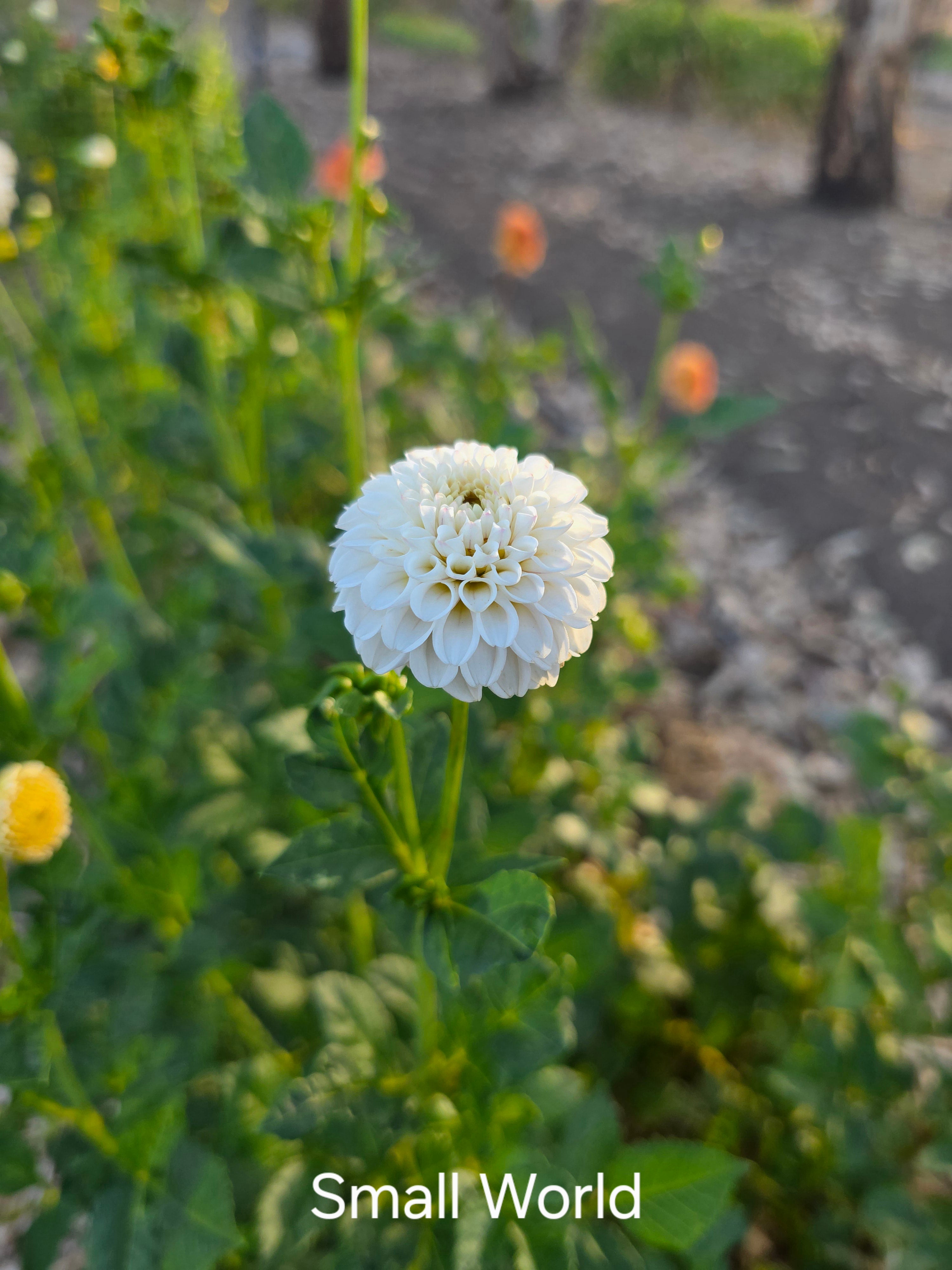 DAHLIA - SMALL WORLD TUBER | Big Sky Flower Farm