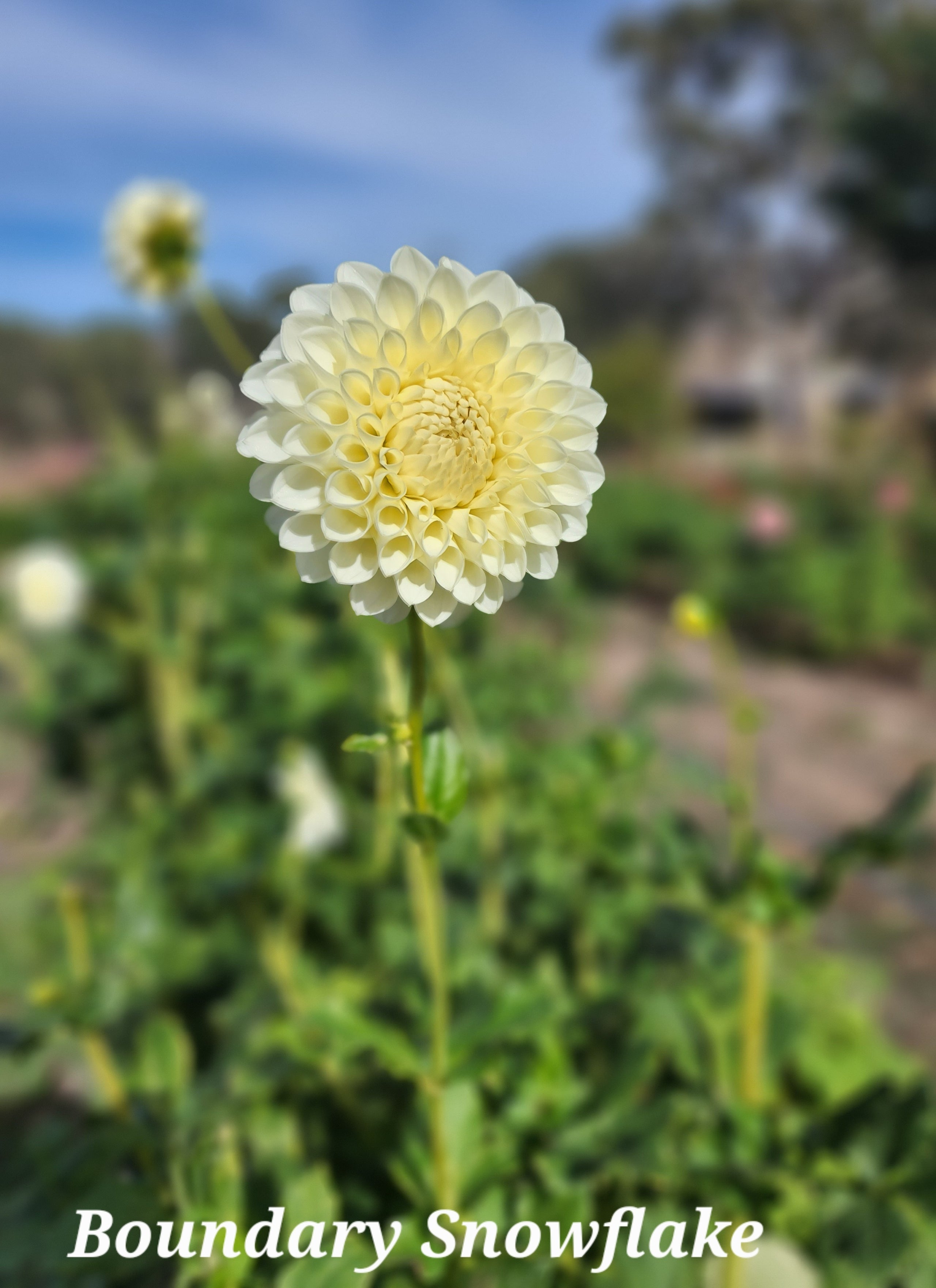 DAHLIA - BOUNDARY SNOWFLAKE TUBER | Big Sky Flower Farm