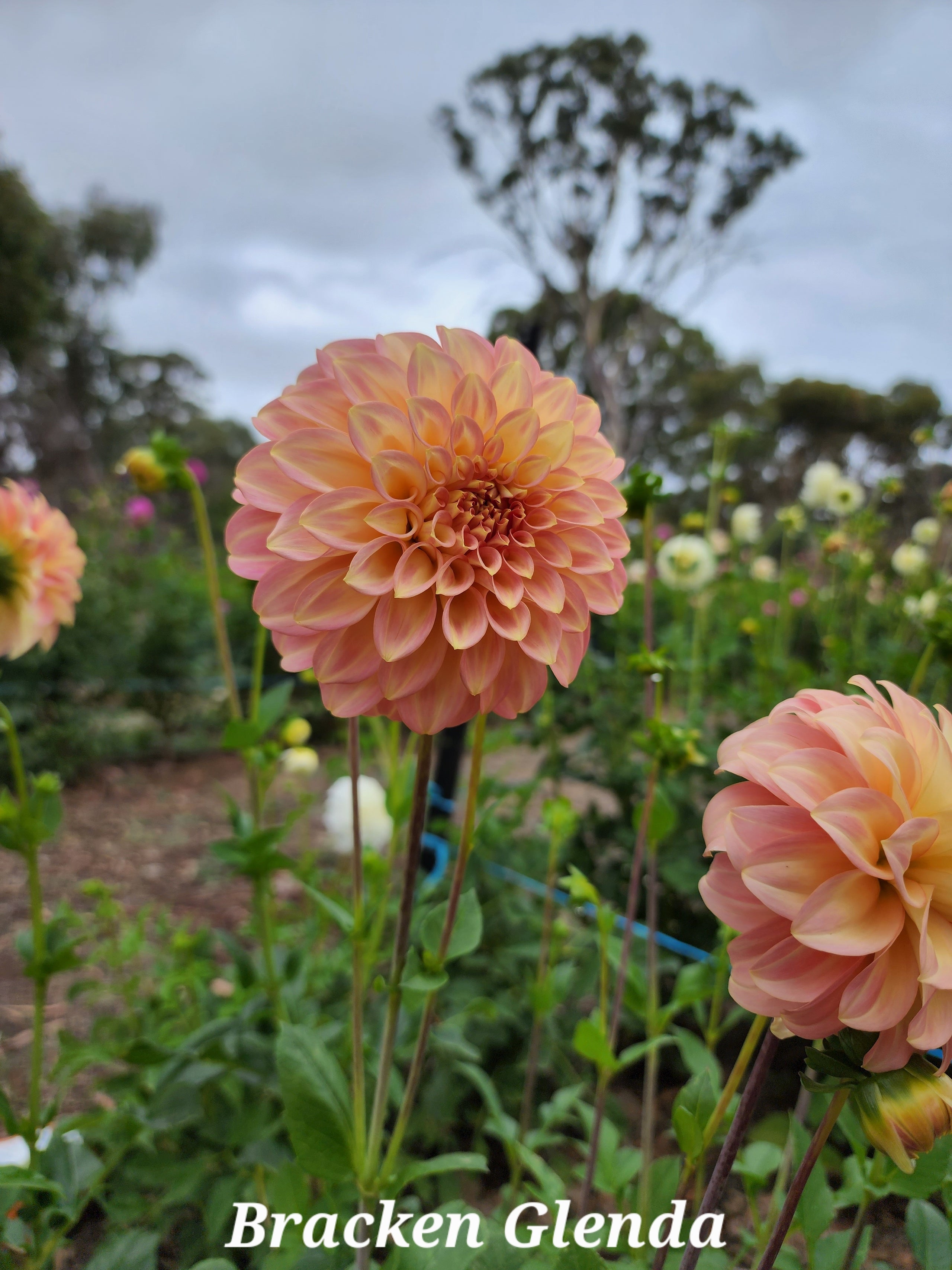 DAHLIA - BRACKEN GLENDA TUBER | Big Sky Flower Farm