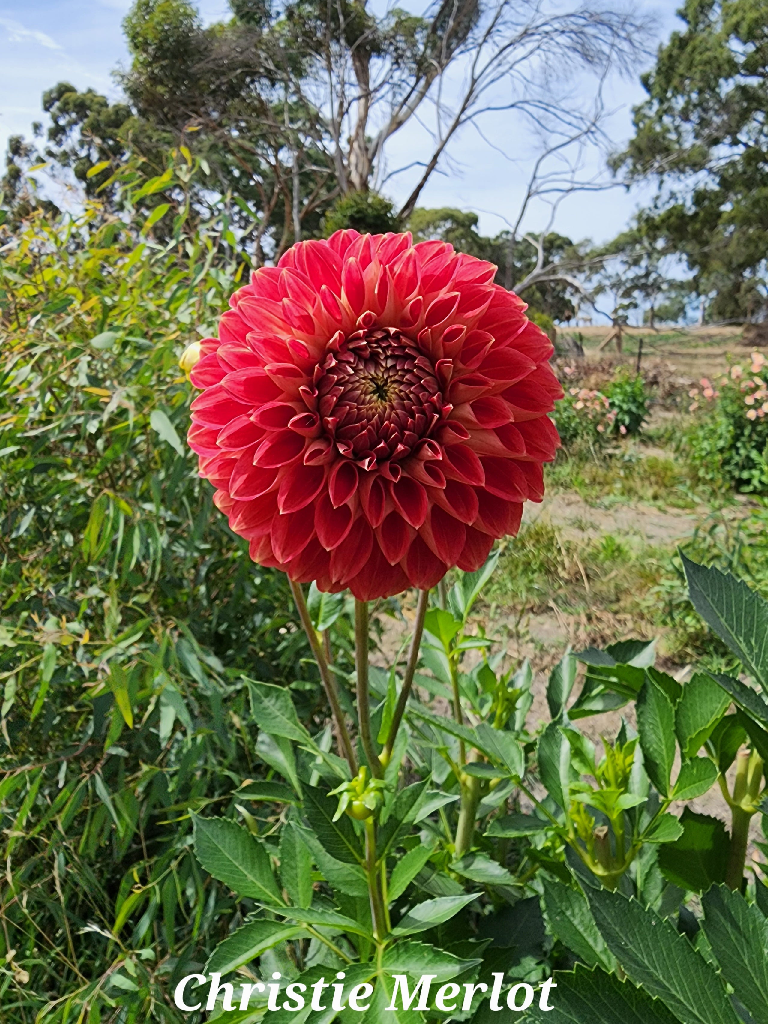 DAHLIA - CHRISTIE MERLOT TUBER | Big Sky Flower Farm