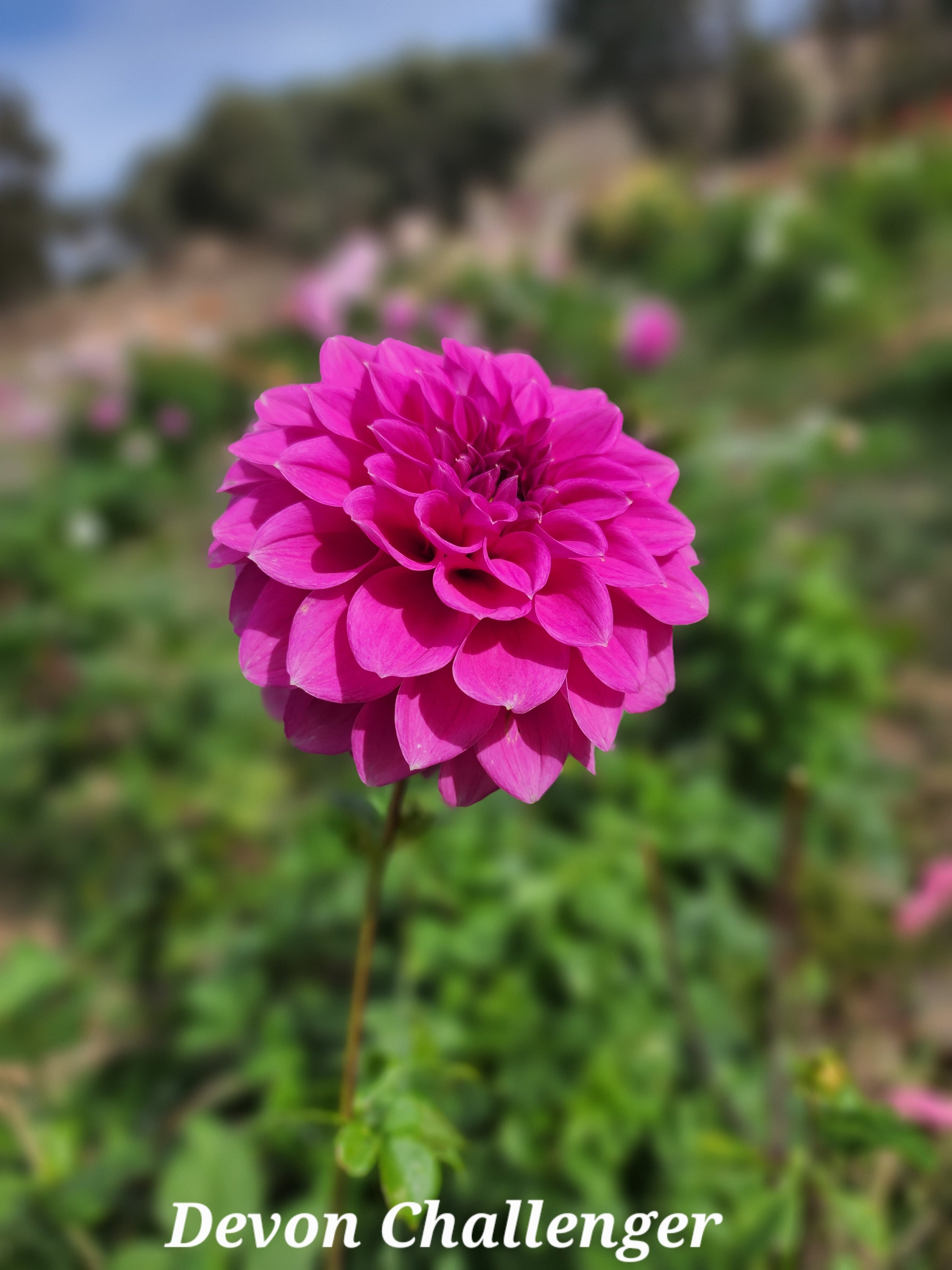 DAHLIA - DEVON CHALLENGER TUBER | Big Sky Flower Farm