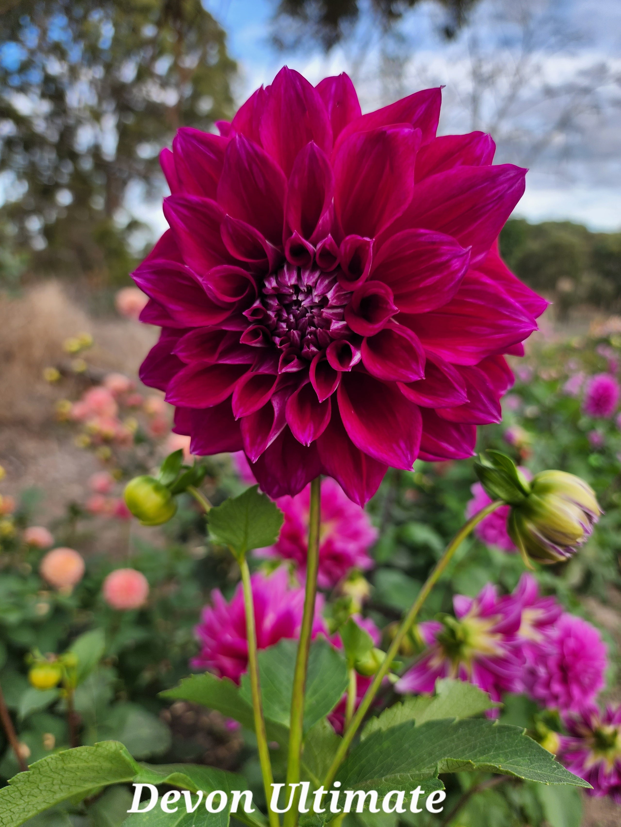 DAHLIA - DEVON ULTIMATE TUBER | Big Sky Flower Farm