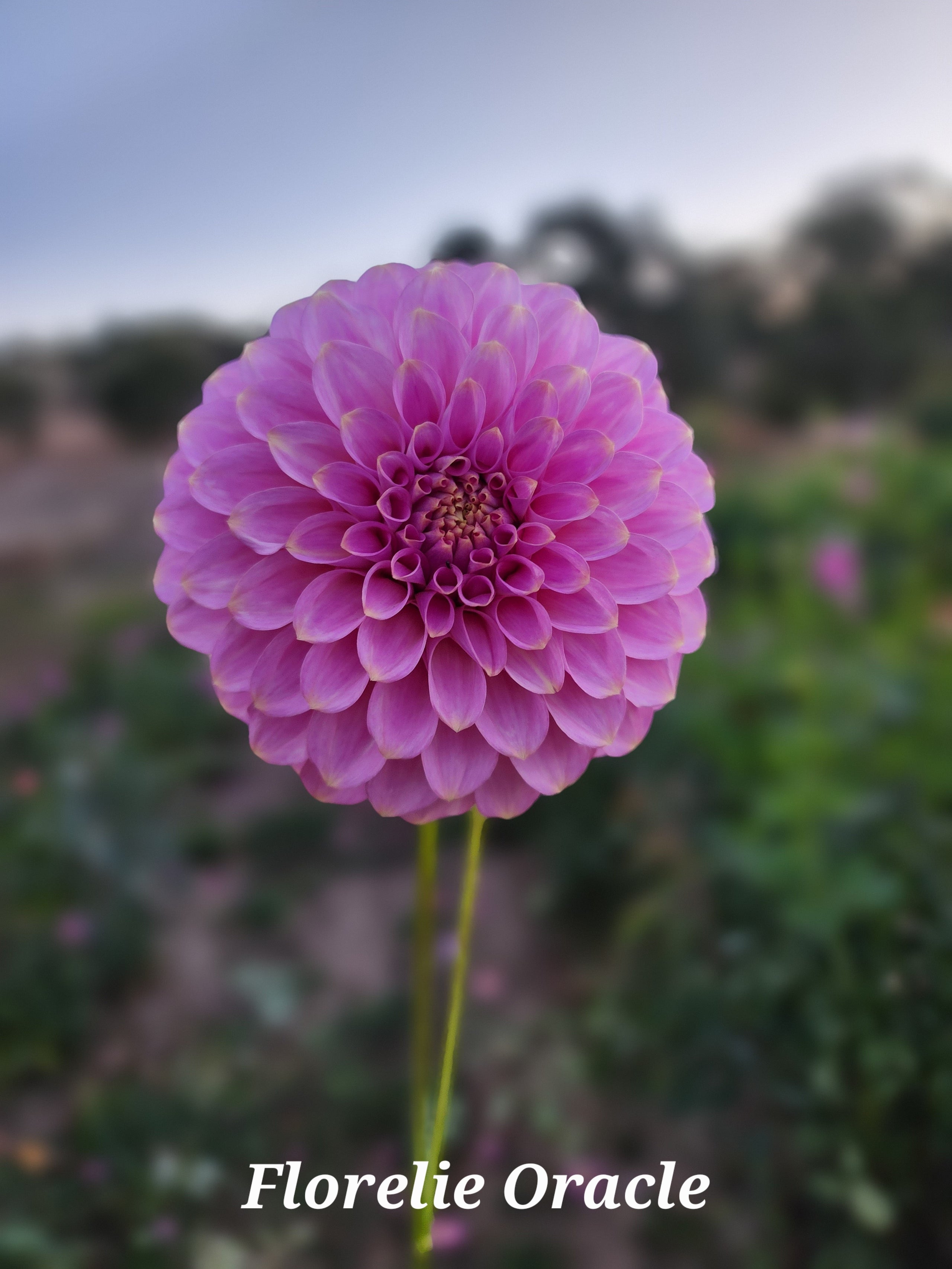 DAHLIA - FLORELIE ORACLE TUBER | Big Sky Flower Farm