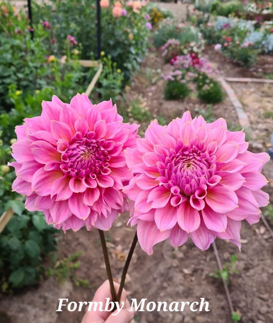 DAHLIA - FORMBY MONARCH TUBER | Big Sky Flower Farm