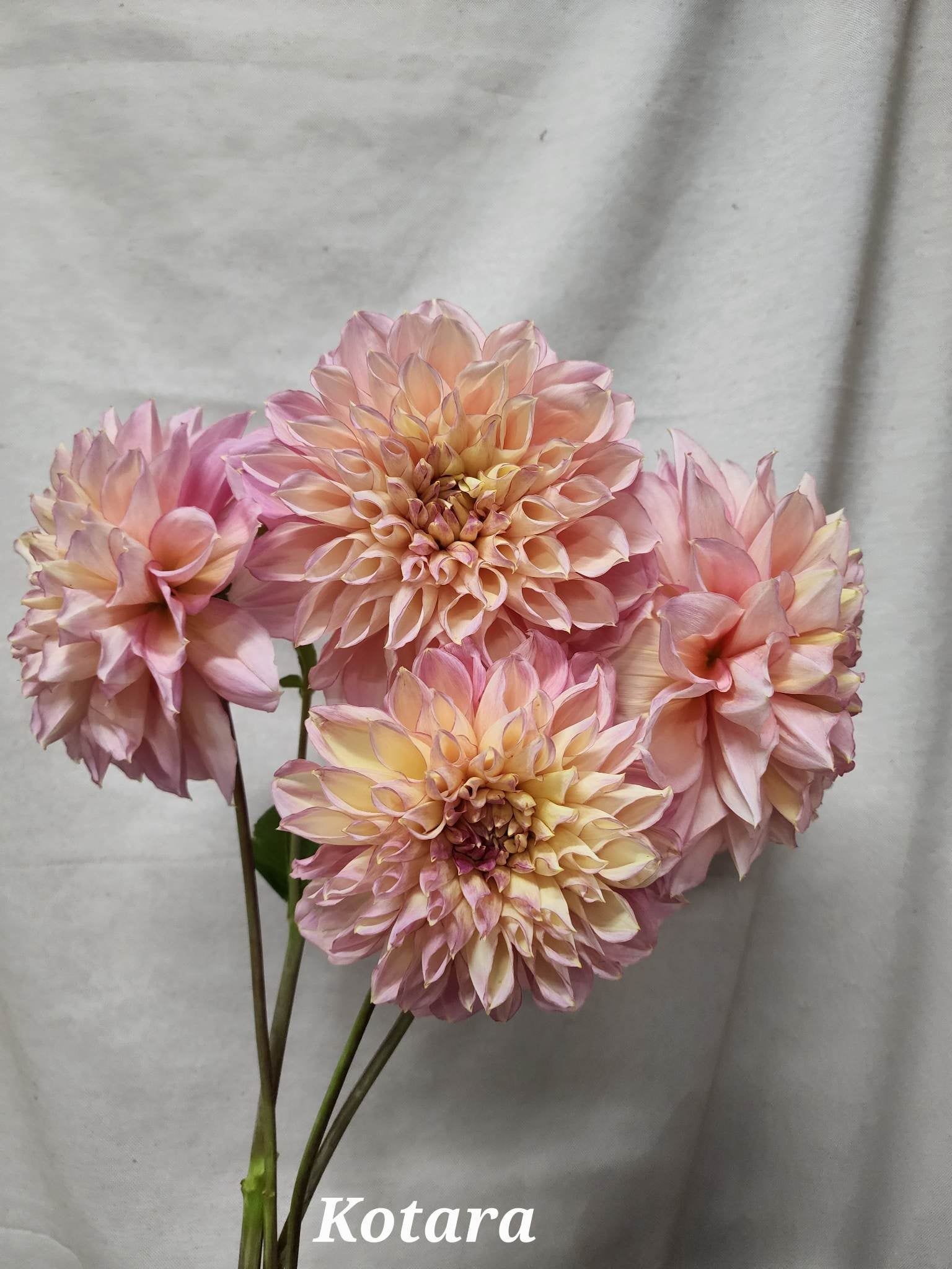 DAHLIA - KOTARA TUBER | Big Sky Flower Farm