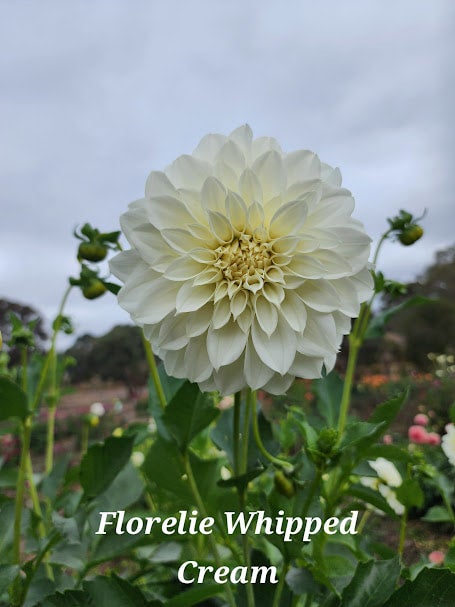 Mini Pack 5 Big Sky Flower Farm