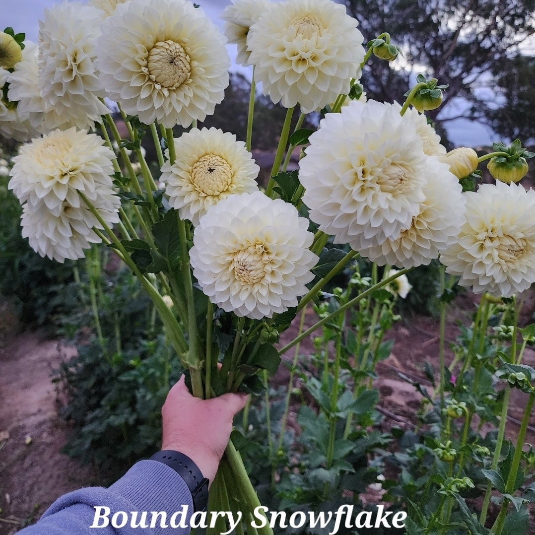 Boundary Snowflake 10 Pack | Big Sky Flower Farm